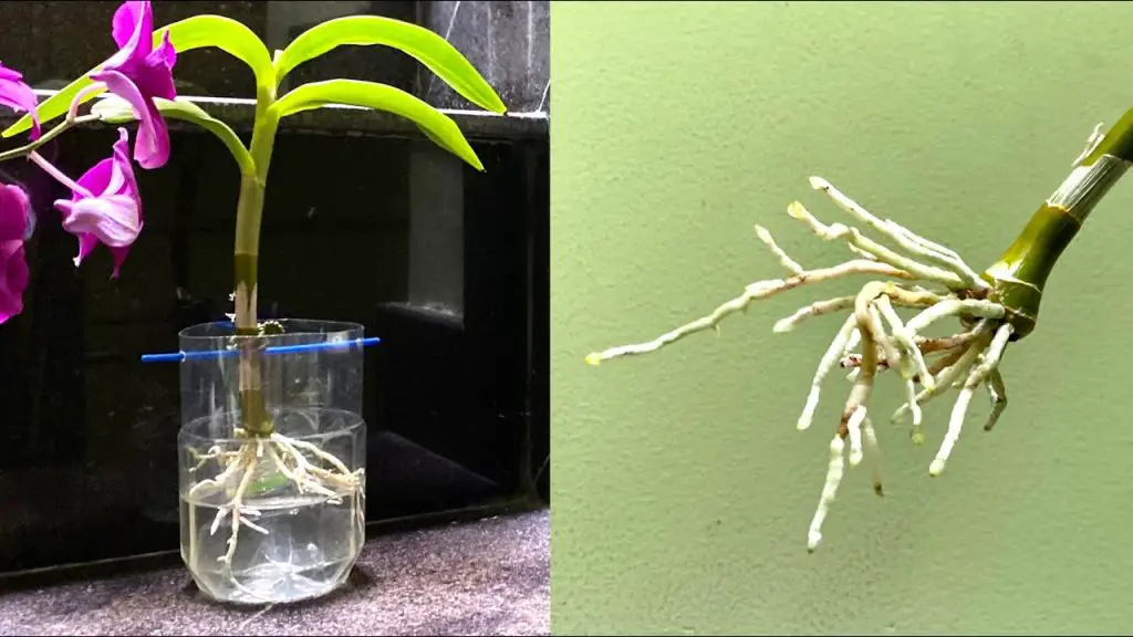 How To Quickly Restore Healthy Roots For Weak Orchid Orchid Very Easy – Orchids Haven