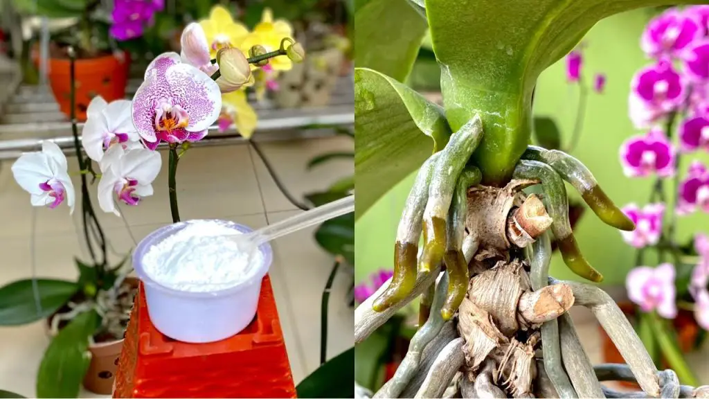 One Spoon of This Powder Helps Orchids Grow Healthy Lush – Orchids Haven