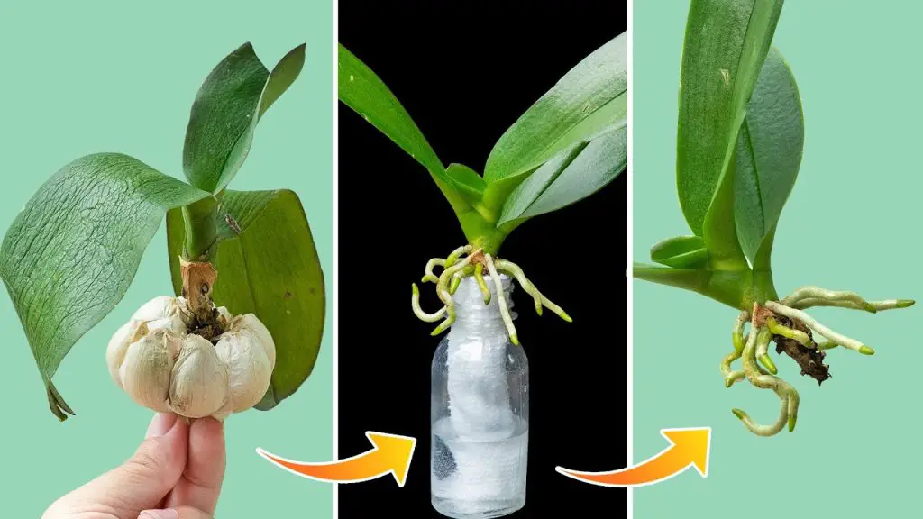 The Secret To Reviving 1 Orchid Plant With Fast Rooting And Young ...