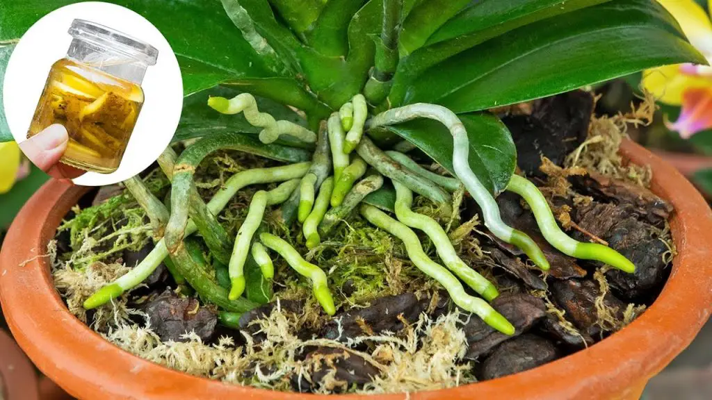 The magic water that makes both roots and flowers bloom all year round ...