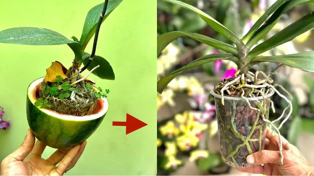 Repotting Orchid And Caring In This Way Will Grow Very Fast That Few ...