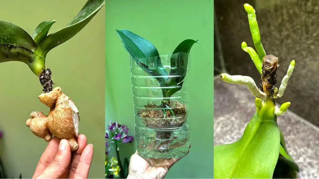 How To Do This For Rootless Orchids Will Very Quickly Have Healthy ...