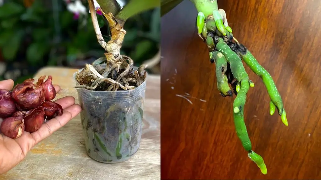 Quick Tips for Recovering Orchid With Fungus And Rotten Roots – Orchids ...