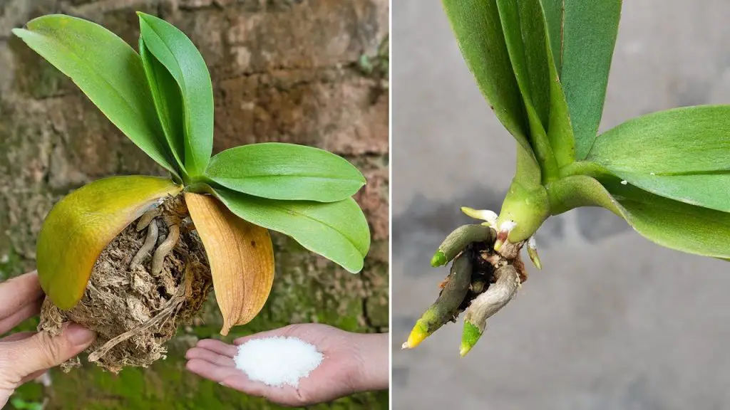 Magical tips to revive orchids with fast root rot, few people know ...
