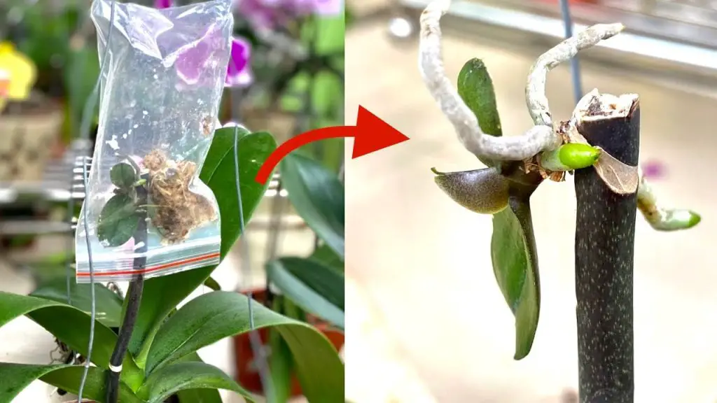 Simple Quick Tips When Small Orchid Doesn’t Root – Orchids Haven