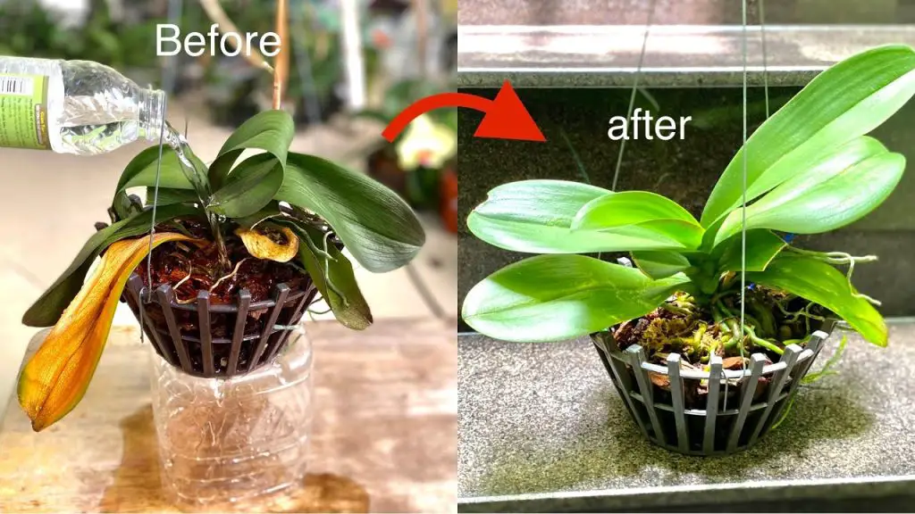 How to Revive Soft Leaves Orchid and Successful Results Beyond ...