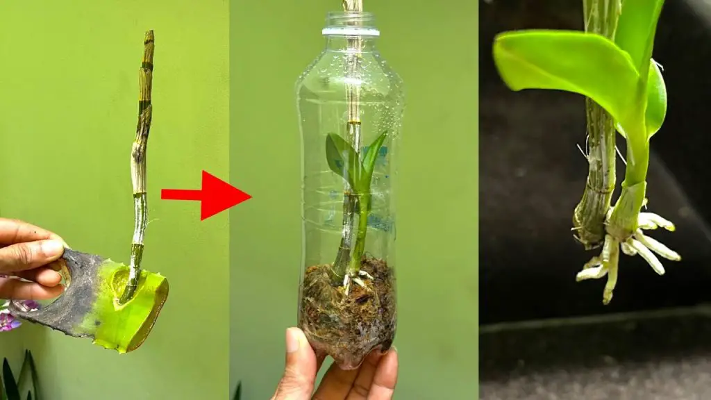 How To Propagate Orchids From Rootless Rootless Plants Very Simple – Orchids Haven