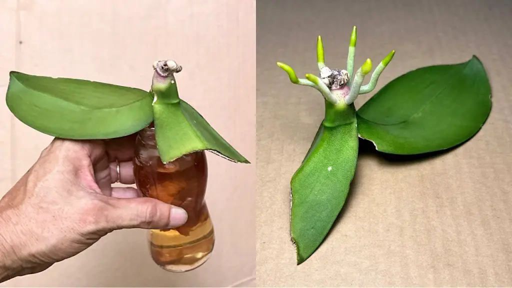 An Abandoned Orchid Immediately Miraculously Revives This Way – Orchids ...