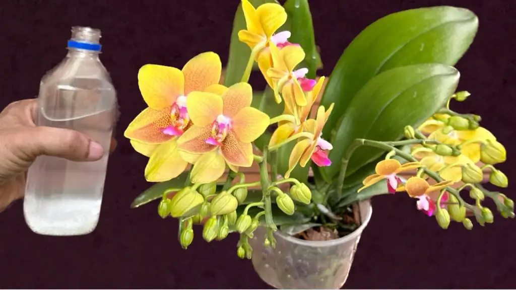 With 1 Bottle 1 Month! Surprised! Orchids Bloom Instantly All Year Nonstop! – Orchids Haven