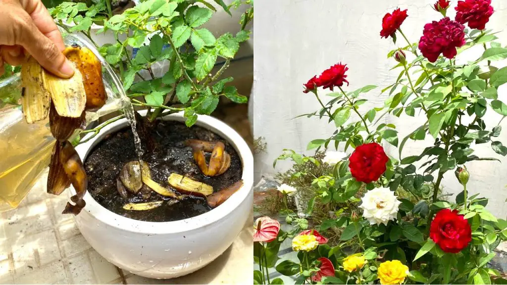 Without Water I Still Recover Weak Orchid Grows Strong Roots Fast ...