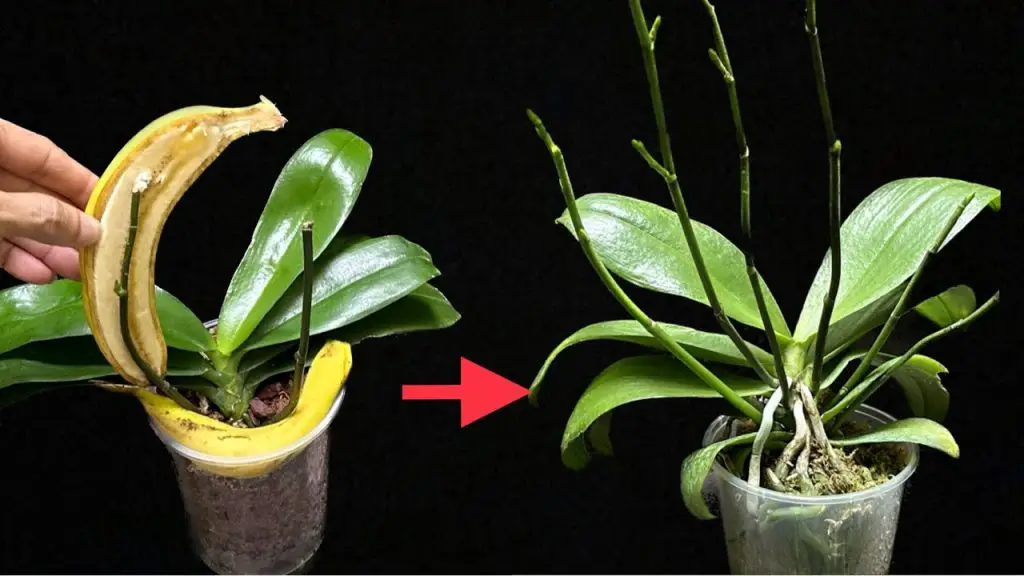 The Magical Way to Instantly Revive So Many Orchid Branches – Orchids Haven