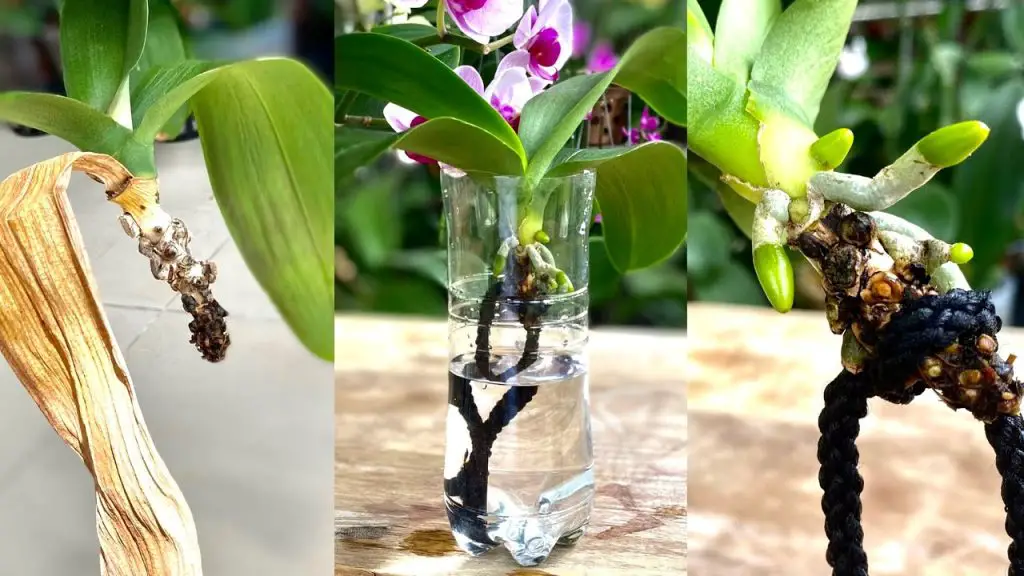 A Rope And Water Helps a Weak Rootless Orchid Grow Many Strong Roots – Orchids Haven
