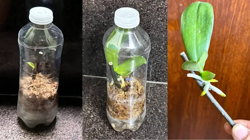 Quick Recipes Create Small Orchid And Bloom Non-Stop With Plastic Bottles – Orchids Haven