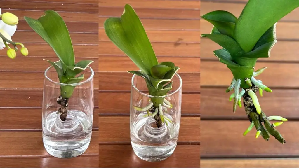 Magical Way to Make Orchids Instantly Grow Roots and Young Leaves – Orchids Haven