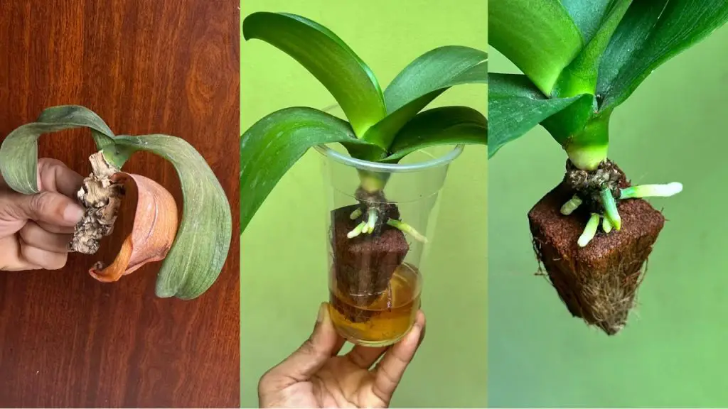 How To Quickly Revive Healthy Roots For Withered And Rootless Orchid ...