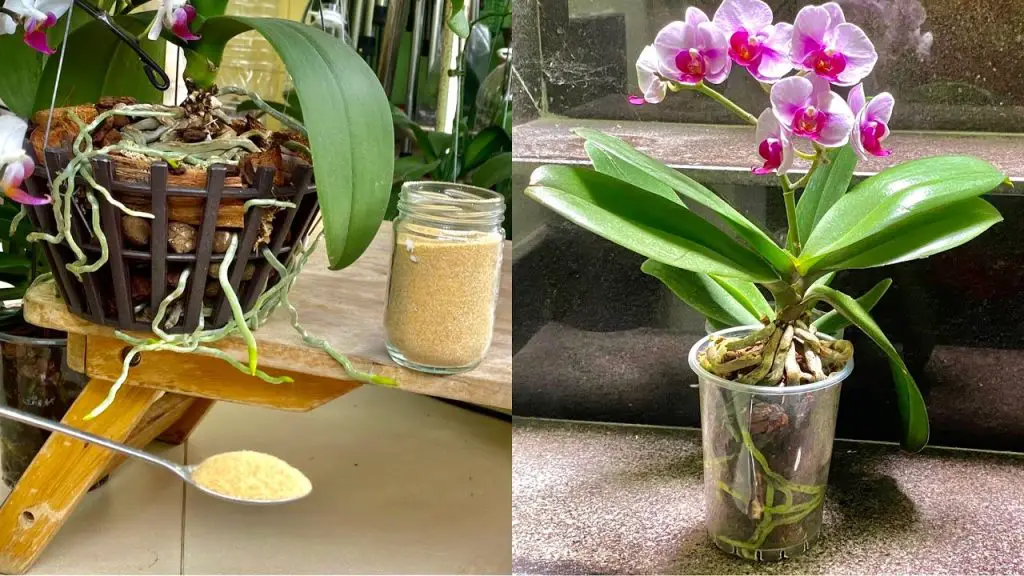 Source of Nutrients to Help Weak Orchid Grow More Flowers and Healthy ...