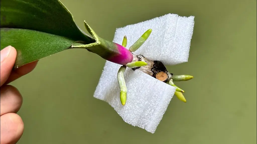 Orchid Root Grows Miraculously With Secrets Very Few People Know ...