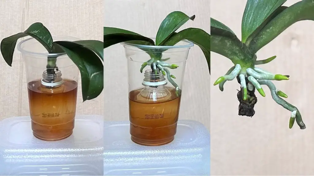The Secret To Quickly Recovering Orchids With Fungus And Damaged Roots ...