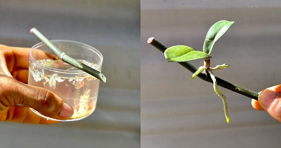 It’s so magical that it makes an orchid branch sprout immediately ...