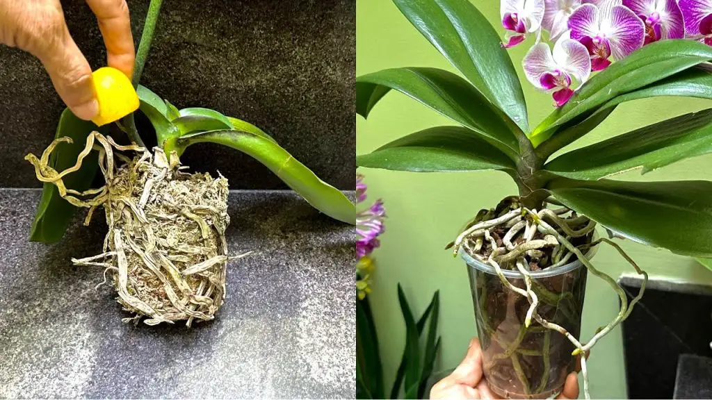 You Will Be Surprised When Using It To Help Grow Damaged Orchid Roots ...