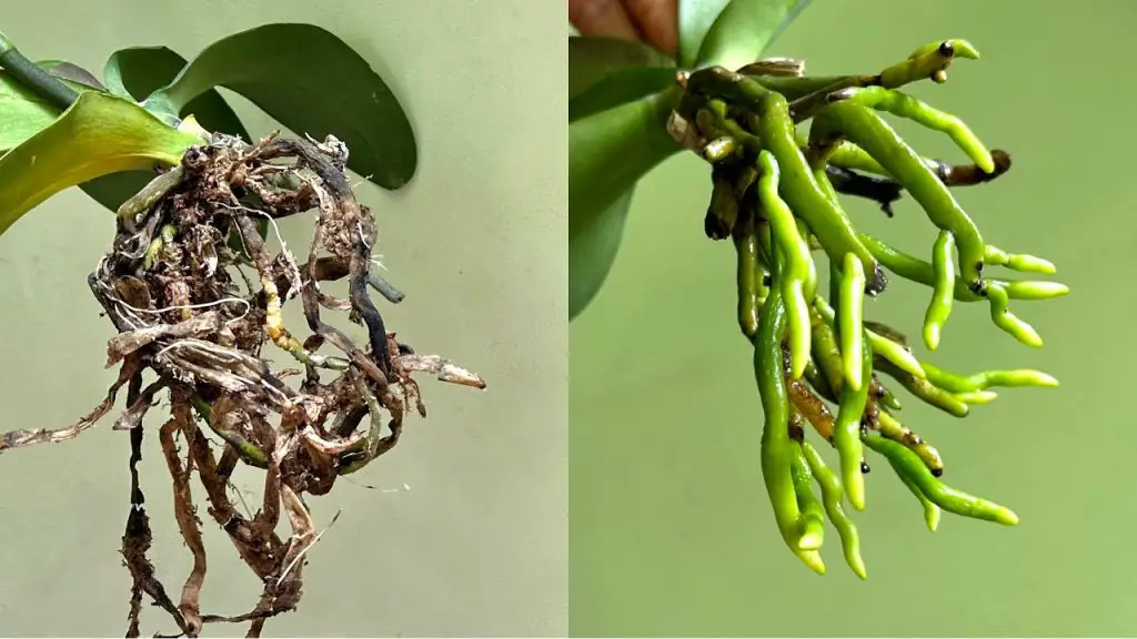 Didn’t expect to do this, Weak Orchid Will Grow Roots Immediately Without Withering Leaves ...