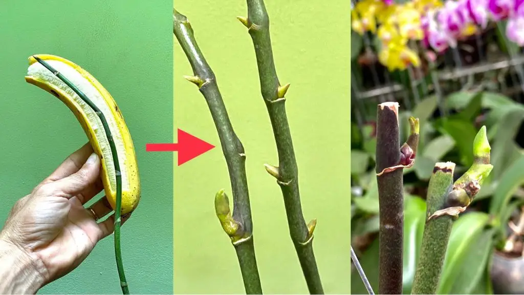 You Will Be Surprised When Using It To Help Grow Damaged Orchid Roots ...