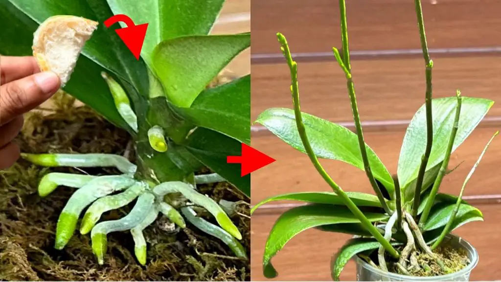 Only use 1 piece to make sure the orchid has strong roots and blooms ...