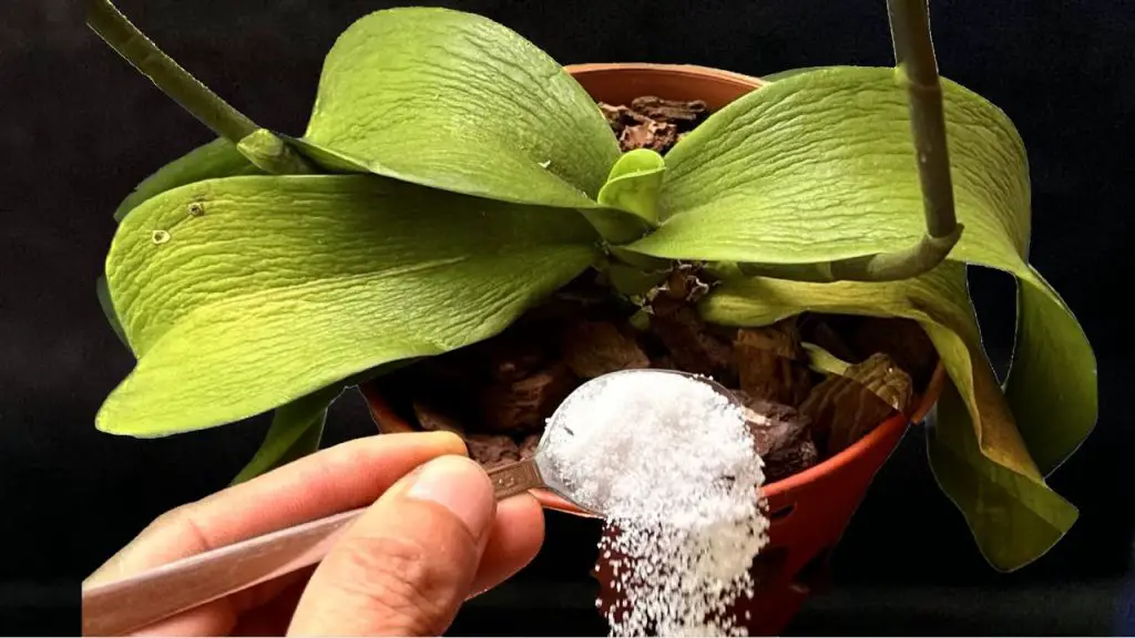 With Just 1 Spoon All Withered Orchid Plants Revive Immediately This