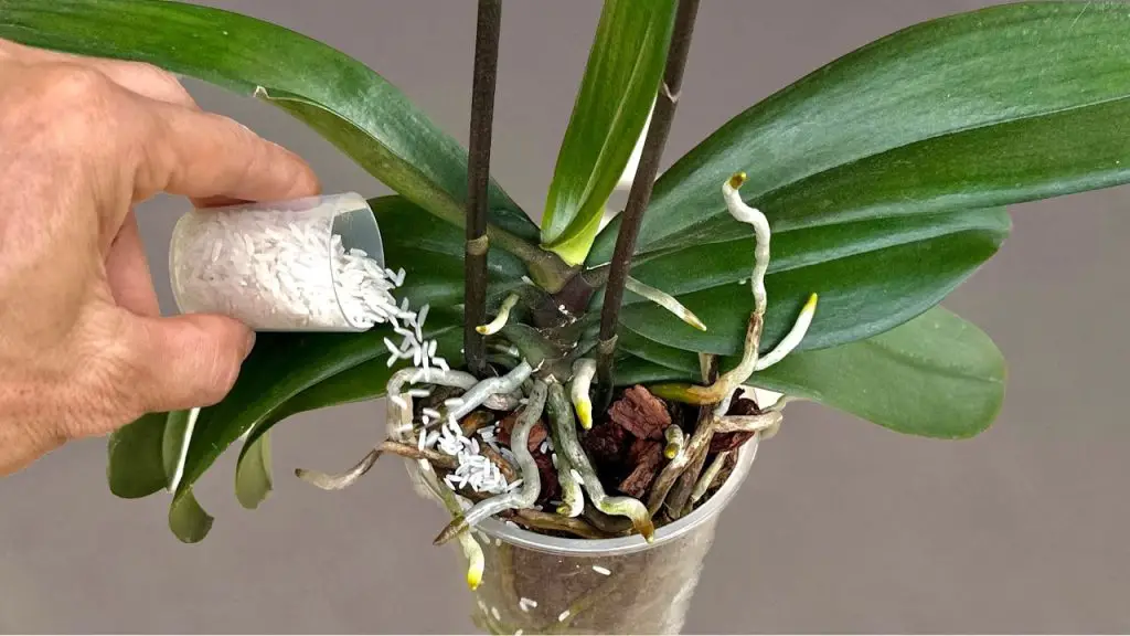 How to Grow Magically to Make Flowerless Orchids Bloom All Year Round ...