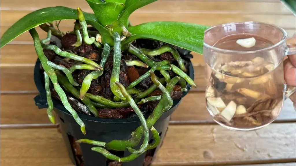 With This Easy Trick, Strangely Make Old Orchid Plants Root And Flower ...