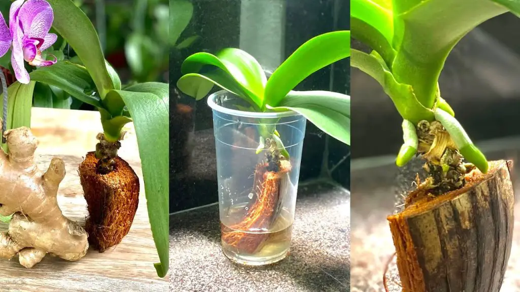 How to Revive a Weak 100% Orchid Takes Roots Very Fast – Orchids Haven