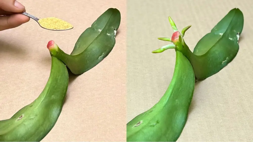 The Magical Powder That Makes Young Leaves And Roots Grow Very Fast ...