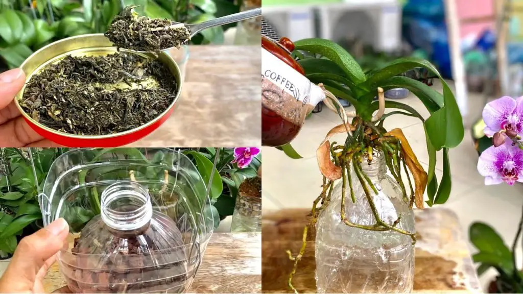 Use Planting Supplies Weak Orchid Not Corrupt Core And Grow Extremely ...