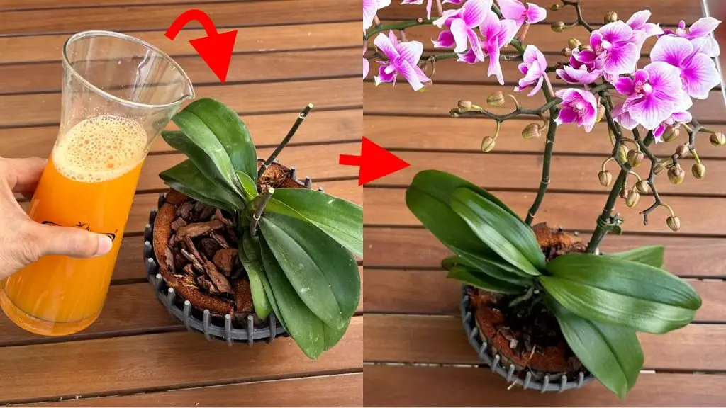 I Made This Easy For Roots And Flowers To Bloom Non-Stop Year-round – Orchids Haven