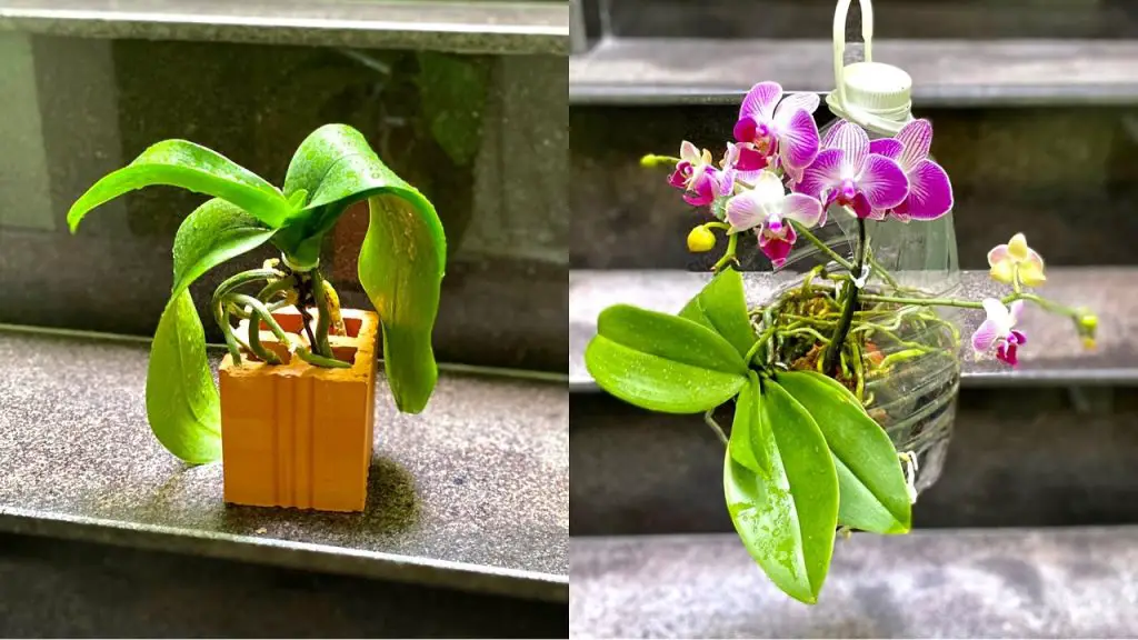 Growing Withered Orchid In This Way Will Quickly Have Many Flowers And ...