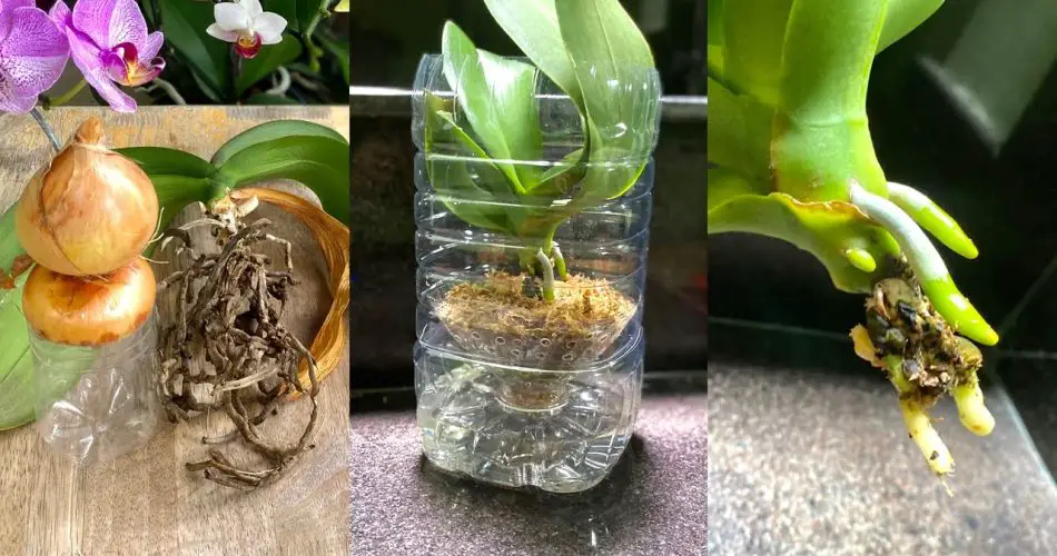 How To Restore Orchid That Has Withered With No Roots Will Quickly Have ...