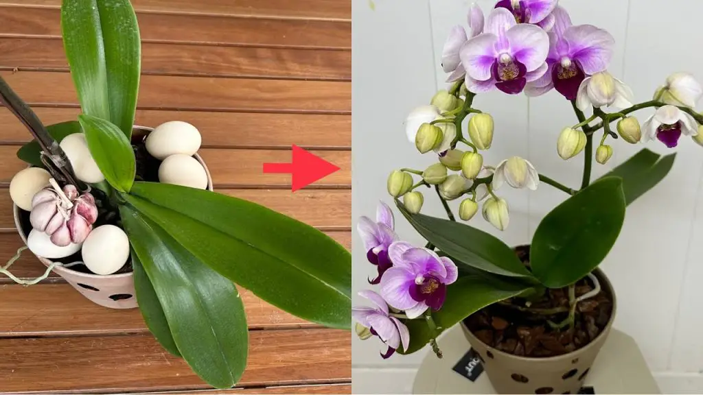 This Is Very Easy And Fast Effective For Any Orchid Without Flowers ...