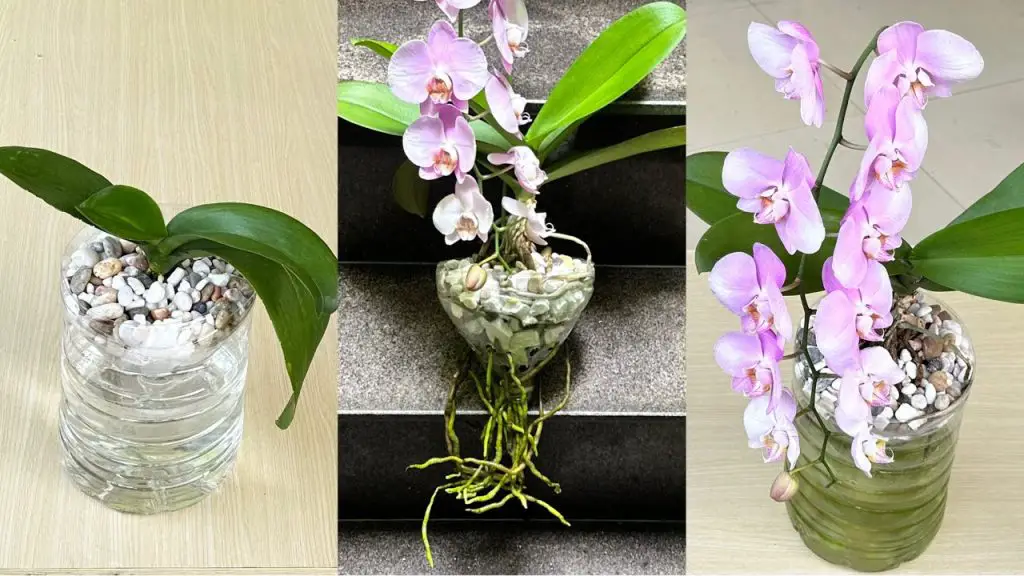 Any Orchid Will Have Many Flowers On 1 Twig With This Very Easy ...