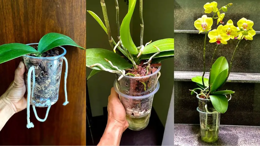 This Planting Way Helps Orchids Grow Fast And Long Lasting Flowers ...