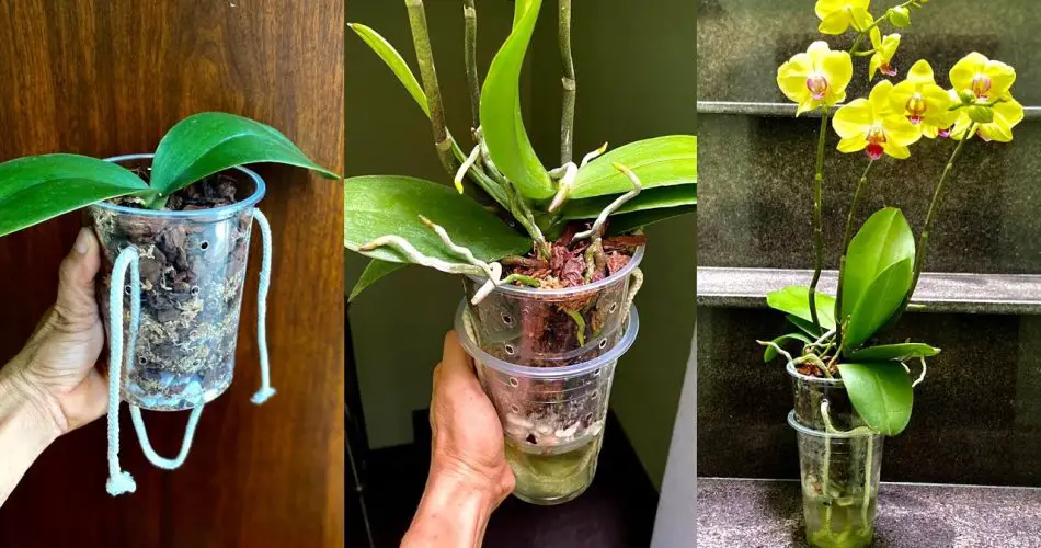 This Planting Way Helps Orchids Grow Fast And Long Lasting Flowers ...