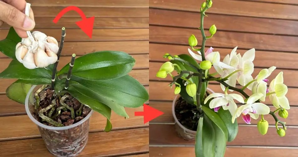 I Made This Very Easy And Strangely Orchids Bloom Non-Stop Year-round – Orchids Haven