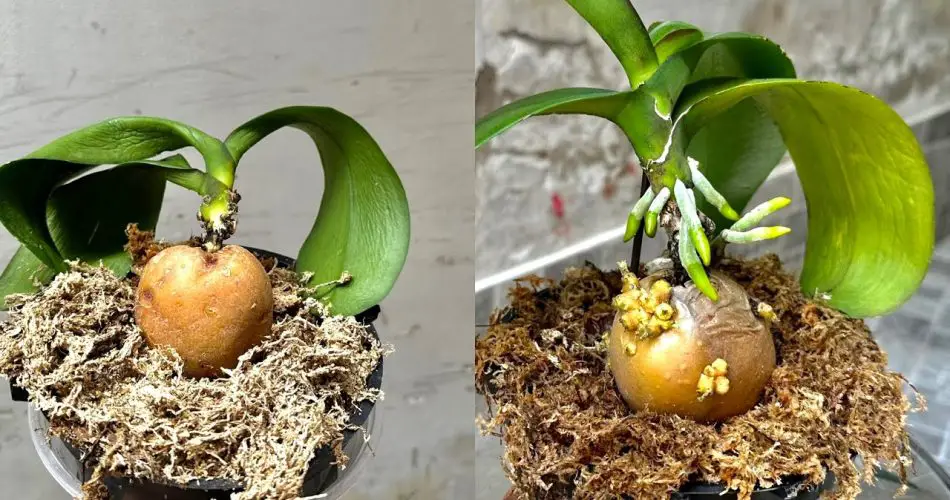 Do This Quickly A Weak Orchid Will Grow Strong Roots And Long Lasting Flowers – Orchids Haven