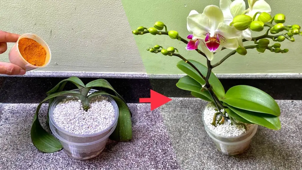Surprised This Soil Makes Very Weak Orchid Plants Uncountable Flower ...