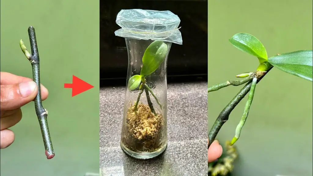 You Will Be Surprised With How Fast Orchids Reproduce From Flower Twigs ...