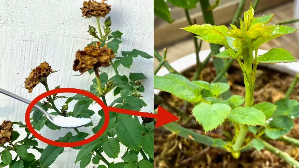 A Little Spoon For A Weak Rose Will Have Many Young Shoots And Strong ...