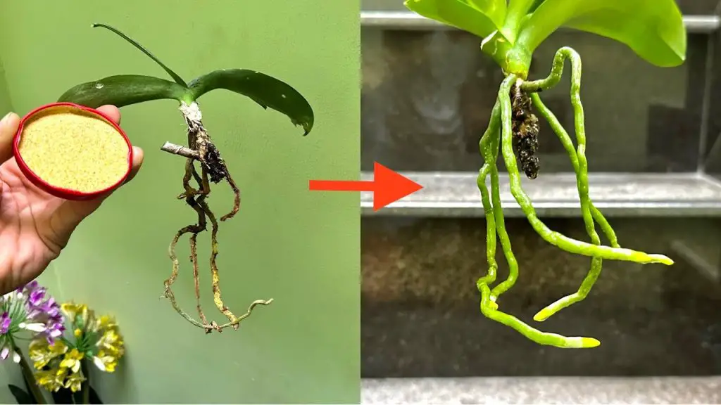 Didn’t expect this way, the weak Orchid plant revived at the very long ...