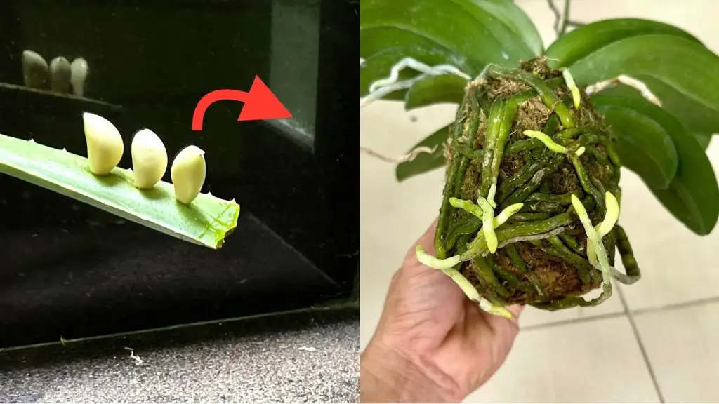 Very few people know how to grow orchids with many roots right away ...