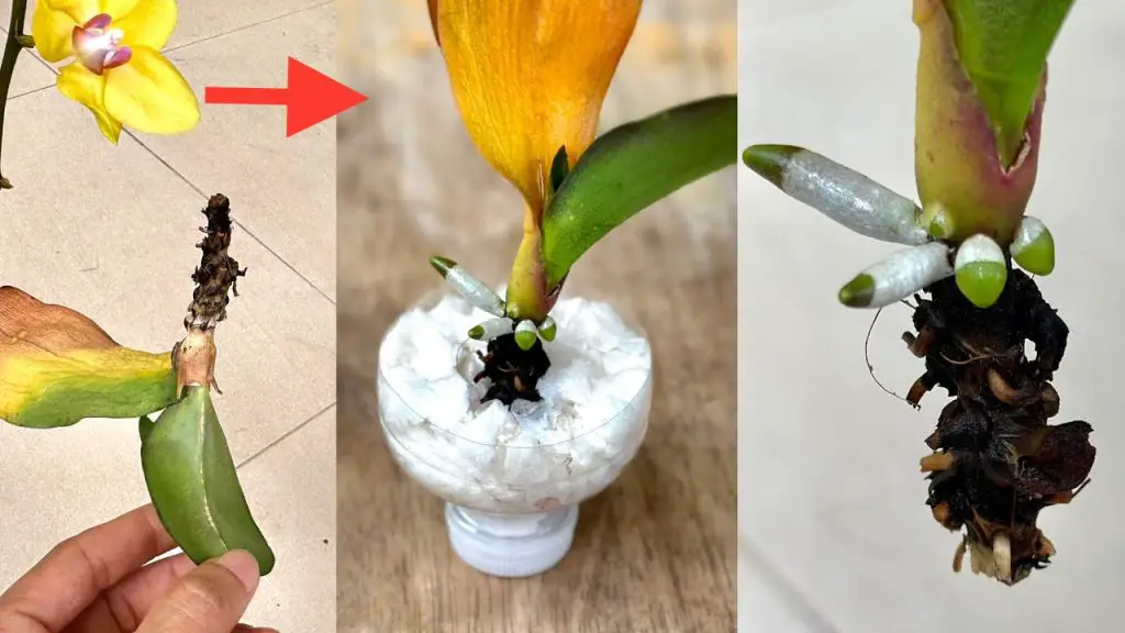 How To Quickly Revive Strong Roots For Very Weak And Rootless Orchid Plants – Orchids Haven