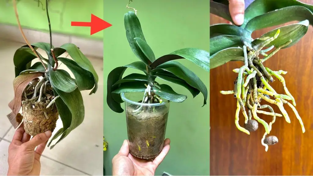 Reviving the Withered Orchid | See Amazing Results – Orchids Haven