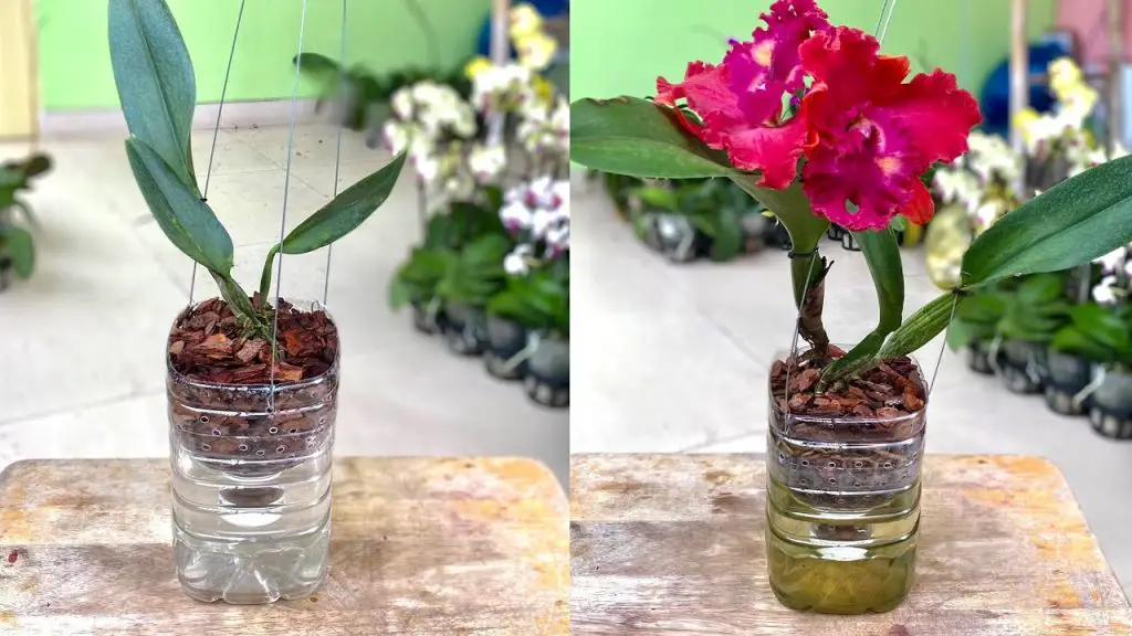 How To Grow This Cattleya Orchid Always Grows Healthy With Many Flowers – Orchids Haven